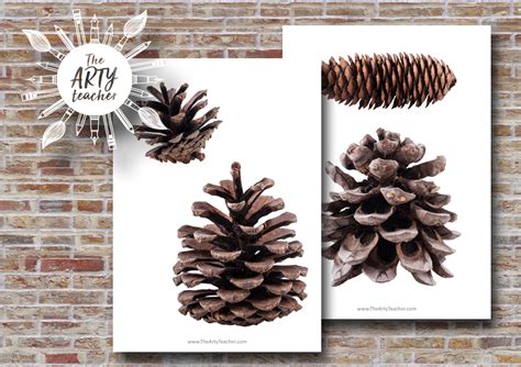 Pinecones To Draw The Arty Teacher
