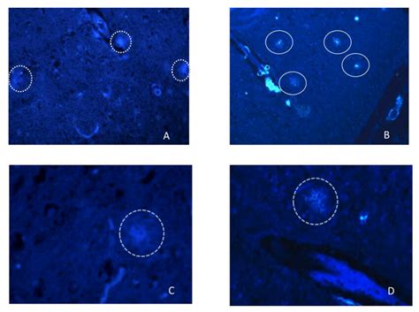 Confocal Fluorescence Microscopy Images Dapi Filter λex 360 Nm λem Download Scientific