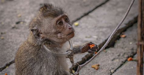 원숭이 고문방 실체에 전세계 경악