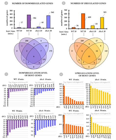 General Overview Of The Host Transcriptome Upon P1vir Infection Panel Download Scientific