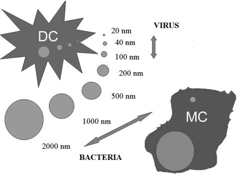 Schematic Representation Of Particle Uptake Dendritic Cells Dc And Download Scientific