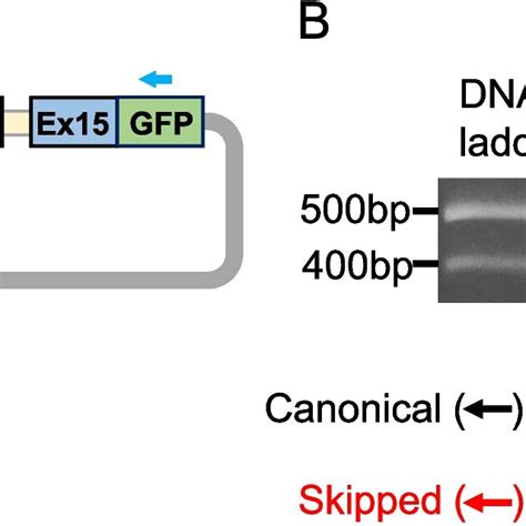 In Vitro Smpd4 Minigene Splicing Assay A Schematic Representation Of