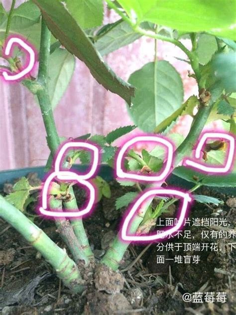 藤本月季盲芽盲枝的成因及修剪方法 月季养护 藤本月季网