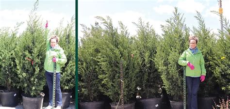 Star Power™ Juniper Johnsons Nursery Kb