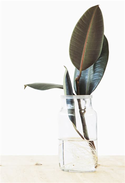 Plantenvraag Waarom Verliest Mijn Ficus Benjamin Zijn Blad — Mama