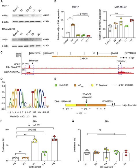 oncogenic enhancer ae myc recruits the transcription factor era by