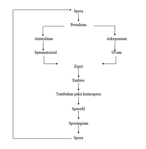 Metagenesis Tumbuhan Paku Pengertian Skema Dan Jenisnya