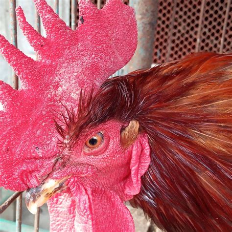 দৈনিক পাইকারি মুরগির দাম জানতে ঢাকা পাইকারি ও খুচরা মুরগির বাজার পেজটি ফলো দিয়ে রাখুন ঢাকা