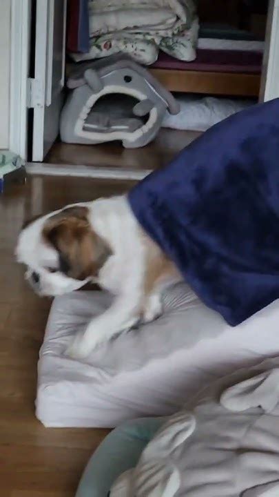 곶감 보자마자 이불 덮은 채로 달려오는 먹보시츄 Youtube