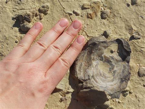 Always An Adventure Oyster Shell Beds