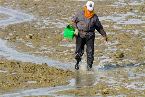 海螺、蛤蜊、蛏子唐岛湾喊你赶海观景 青报网 青岛日报官网