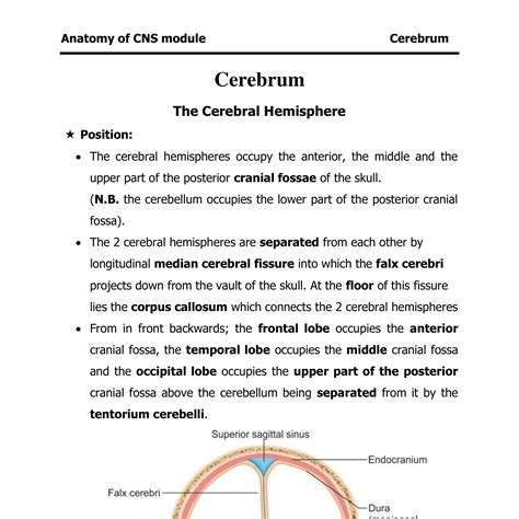 Cerebrum 2024 Autosaved Doc Docdroid