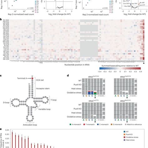 Nano Trnaseq Can Efficiently Sequence Both Ivt And Native Trna Download Scientific Diagram