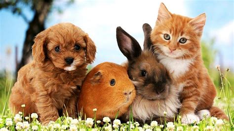 30 ноября Всемирный день домашних животных Youtube