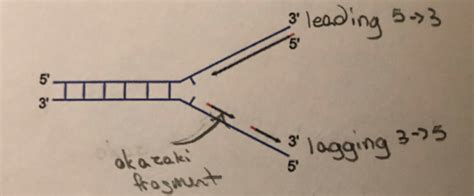 Microbiology Exam 2 Flashcards Quizlet