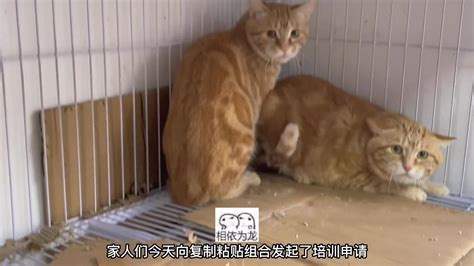 复制粘贴组合转正培训的第一天 记录猫咪日常 猫咪 Youtube