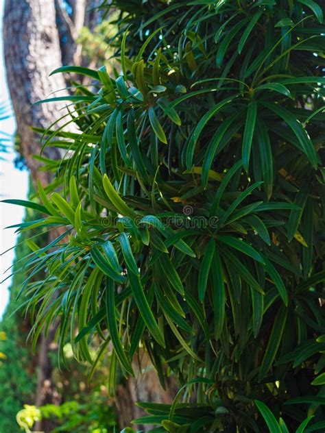 Podocarpus Macrophyllus In The Park Stock Image Image Of Growth
