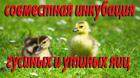 Совместная инкубация гусиных и утиных яиц в самодельном инкубаторе. Мой ...