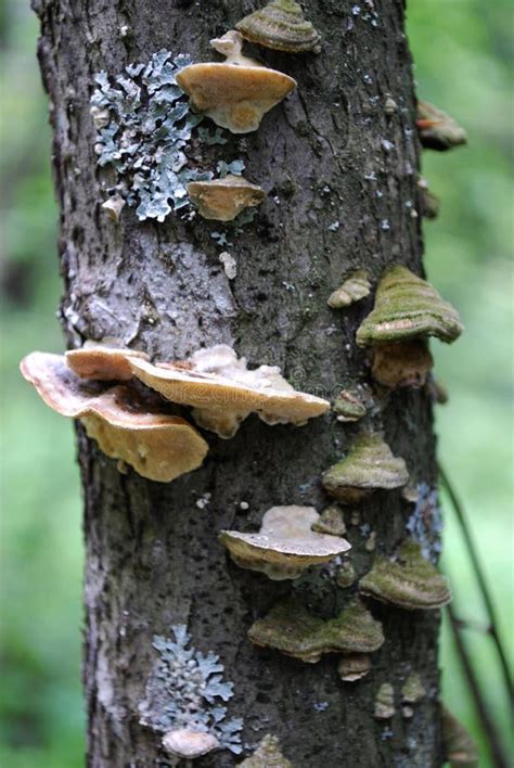 Tree Bark Disease With Fungus Stock Photo Image Of Gourmet Environment 18444636