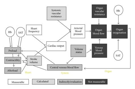 Oxygen Consumption Dependency Of Oxygen Supply And Influence Of Oxygen Download Scientific