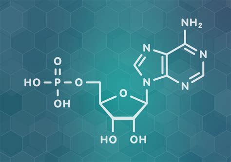 Adenosine Monophosphate Benefits Side Effects Dosage
