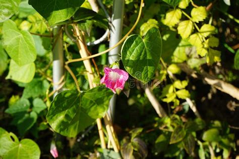 Ipomoea Purpurea Tickle Me Pink Blooms In October Berlin Germany Stock Photo Image Of
