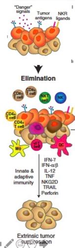 Lecture A14 Tumours Of The Immune System Flashcards Quizlet