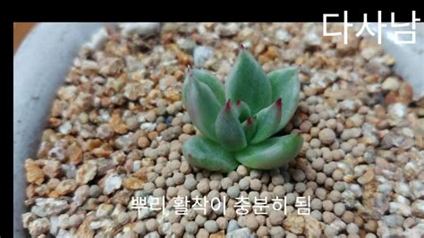 뿌리없는 다육식물마리아백금성장과정~ Youtube