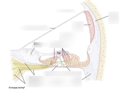 Cochlear Duct Diagram Quizlet