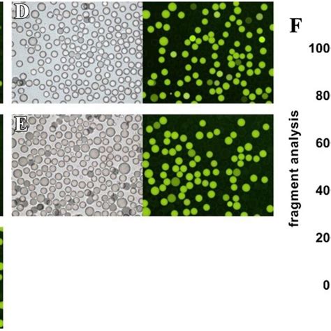 Flt3 Itd Positive Droplets By Ddpcr In Patients A Patient 2 B Patient Download Scientific