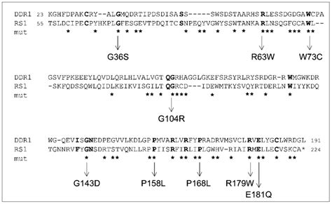 Alignment Of Human Ddr1 And Rs1 Protein Sequences And Location Of Point Download Scientific