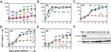 Vpr Is Required For Hiv 1 Replication In The Permissive And