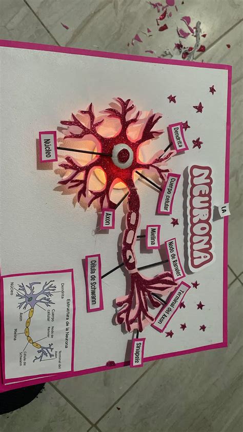 Maquetas De Neuronas