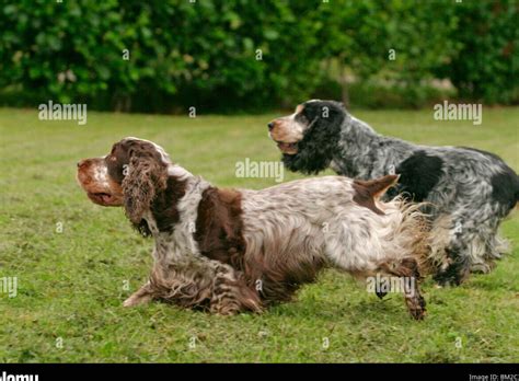Todo Sobre El Cocker Spaniel Características Cuidados Y Origen