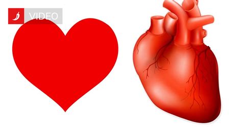 Zašto Simbol Srca Crtamo Baš Ovako A Ne Kao Pravo Ljudsko Srce Index Hr