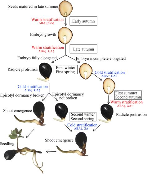 Seed Stratification Chart