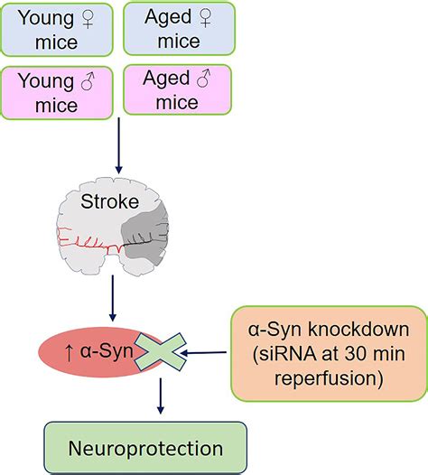 Impact Of Age And Sex On α Syn α Synuclein Knockdown Mediated Poststroke Recovery Stroke
