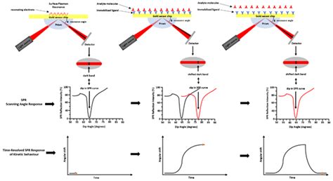 Surface Plasmon Resonance Based Biosensors Encyclopedia Mdpi