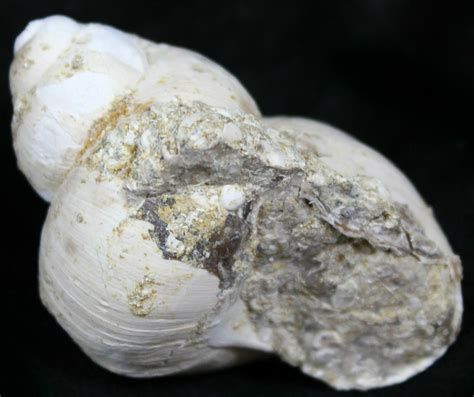 1 9 Fossil Gastropod Madagascar 25550 For Sale