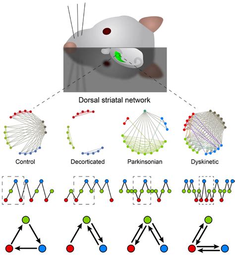 Overview Of Striatal Microcircuit Analyses Top Rodent Brain Slices Download Scientific