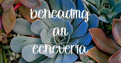 How To Behead An Echeveria And Cut Off Bloom Stalks An Easy Step How