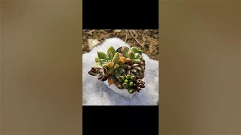 하트화분에 다육이모둠 다육이 다육모둠 Koreasucculent Succulentlife Youtube