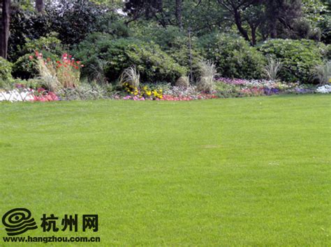花港观鱼大草坪 花港观鱼草坪 花港观鱼 大山谷图库