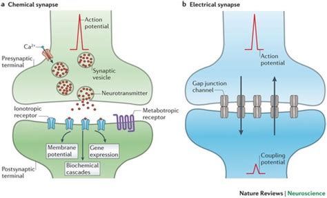 Synaptic Transmission Flashcards Quizlet