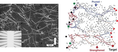 Neural Nanotechnology Nanowire Networks Learn And Remember Like A