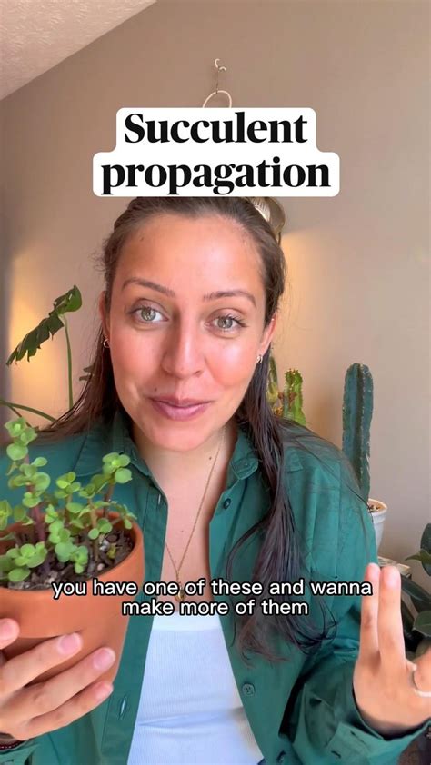 Succulent Propagation House Plants Propagating Succulents Sun Plants
