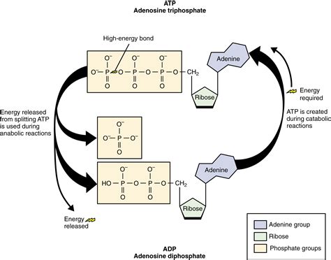 8 1 Adenosine Triphosphate Atp Nutrition And Physical Fitness