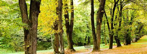 Tree Cabling And Bracing Kingston Tree Service