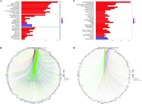 Functional Enrichment Analysis Of Degs A B The Results Of The Go