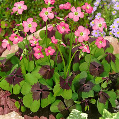 Bulbes 50 Oxalis Deppei Iron Cross Oxalis Deppei Iron Cross